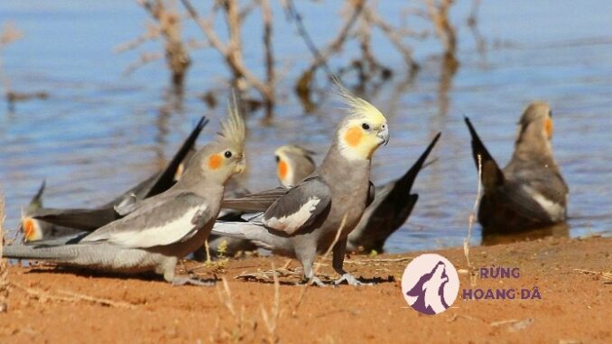 Vẹt Cockatiel giá bao nhiêu? Nuôi thế nào? Ăn gì? Mua ở đâu?