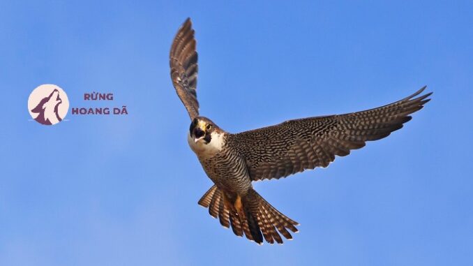 Chim Cắt là chim gì? Ăn gì? Huấn luyện ra sao? Bao nhiêu tiền?