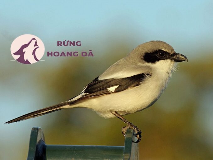 Chim Chàng làng là chim gì? Giá bao nhiêu? Nuôi được không?
