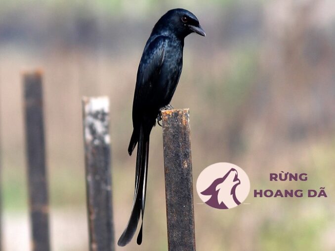 Chim Chèo bẻo là chim gì? Ăn gì? Giá bao nhiêu? Bẫy thế nào?