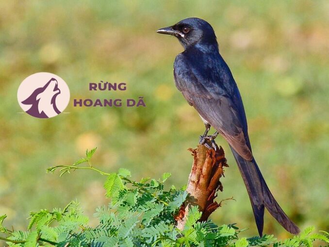 Chim Chèo bẻo là chim gì? Ăn gì? Giá bao nhiêu? Bẫy thế nào?