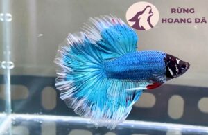 Cá Betta giá bao nhiêu? Mua ở đâu? Ăn gì? Nuôi thế nào?