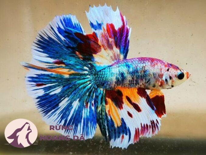 Cá Betta giá bao nhiêu? Mua ở đâu? Ăn gì? Nuôi thế nào?