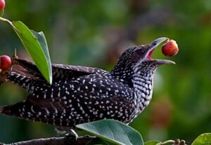 Chim Tu Hú ăn gì? Có đặc điểm gì? Sinh sản ra sao? Nuôi được không?