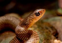 Rắn Ráo có độc không? Sống ở đâu? Có những loại nào?