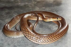 Rắn Ráo có độc không? Sống ở đâu? Có những loại nào?