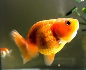 Cá Ranchu Mini giá bao nhiêu? Ăn gì? Nuôi như thế nào?