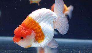 Cá Ranchu Mini giá bao nhiêu? Ăn gì? Nuôi như thế nào?