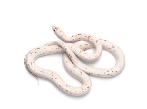 Danh sách 13 loài rắn màu trắng phổ biến hiện nay