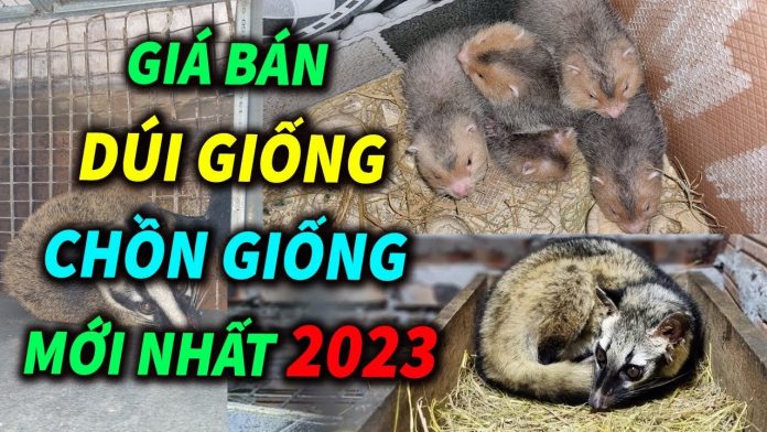 Con Dúi là con gì? Đặc điểm, cách nuôi và giá bán