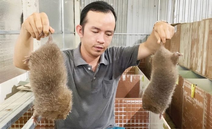 Con Dúi là con gì? Đặc điểm, cách nuôi và giá bán