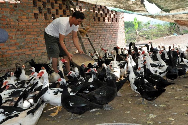 Con Ngan là con gì? Con Ngan có phải con Vịt Xiêm hay không?