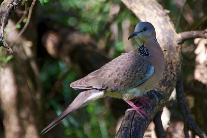 Chim Cu: Đặc điểm, cách nuôi - Ăn gì mau lớn