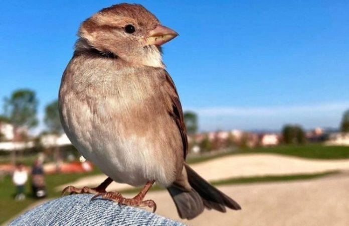 Chim sẻ ăn gì? Đặc điểm và cách nuôi chim sẽ đúng cách